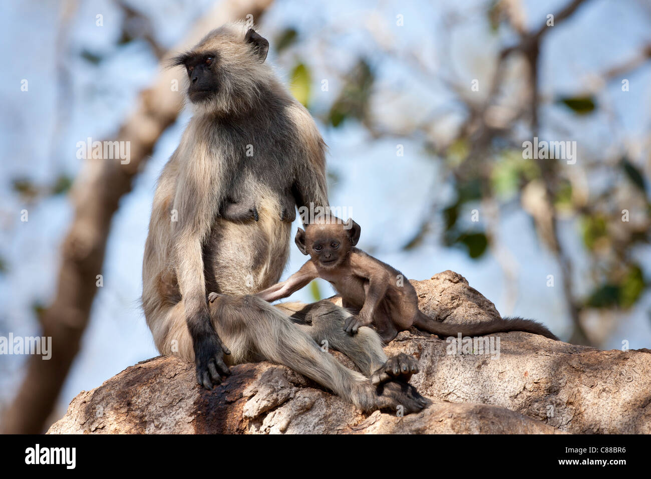 Indian Langur monkeys, Presbytis entellus, female and baby in Banyan ...