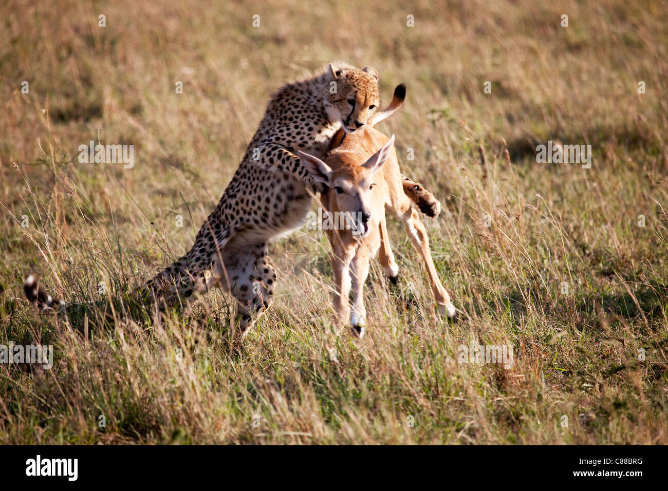 Cheetah Chasing Impala