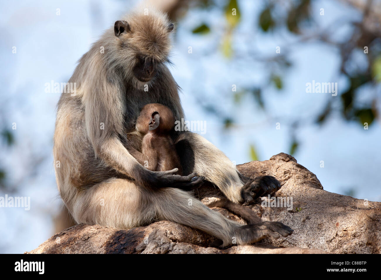 Indian Langur monkeys, Presbytis entellus, female and baby feeding in ...