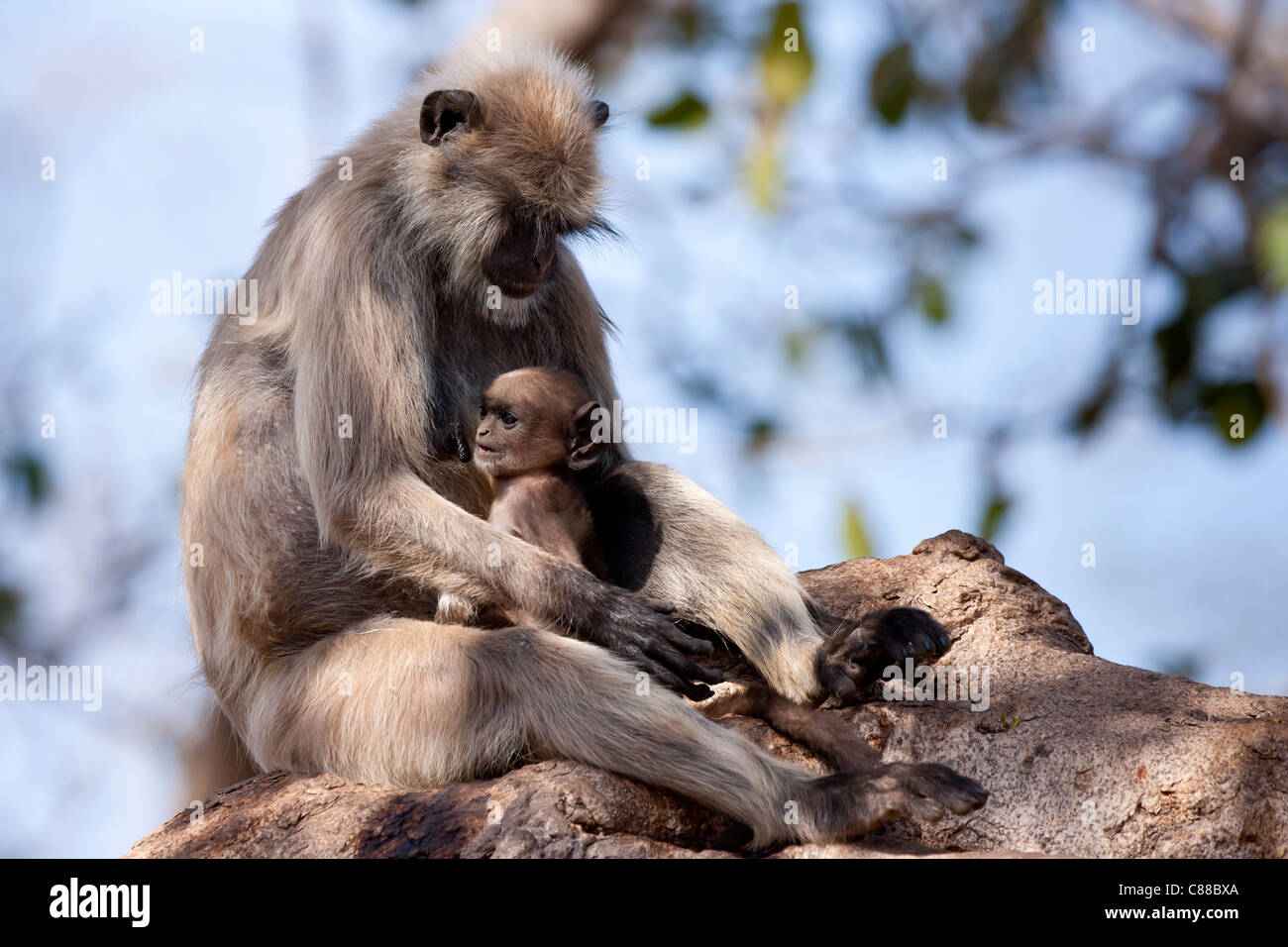 Indian Langur monkeys, Presbytis entellus, female and baby in Banyan ...
