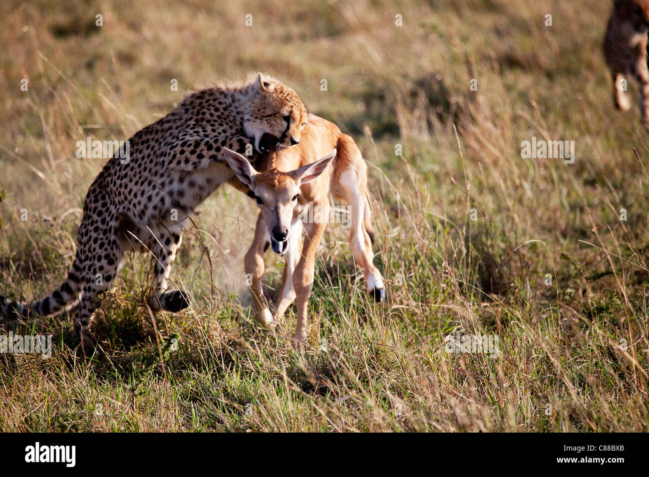 Cheetah baby hi-res stock photography and images - Alamy