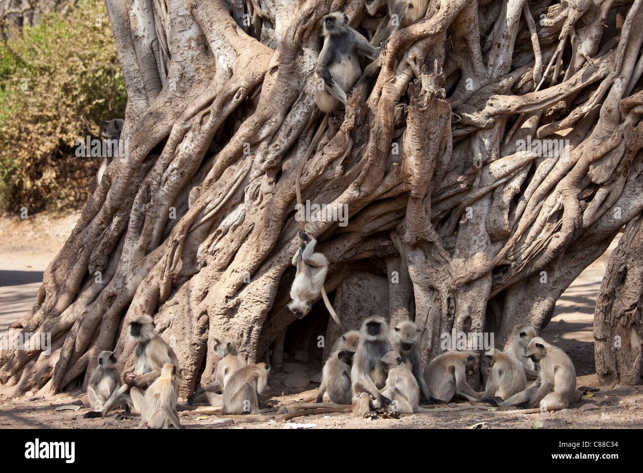 Camouflaged monkey hi-res stock photography and images - Alamy