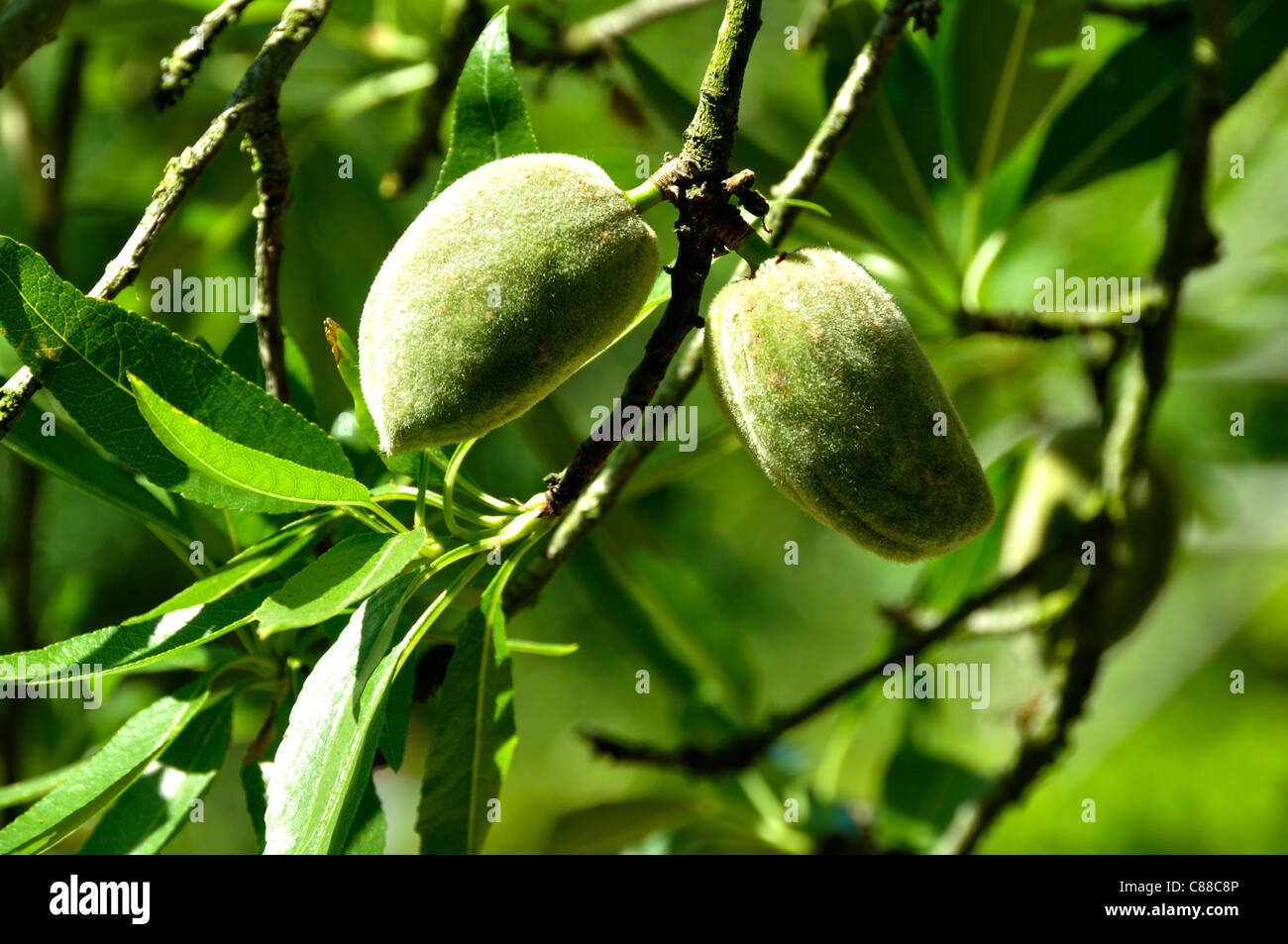 Almonds (Amygdala amara), growing on a tree branch Stock Photo - Alamy
