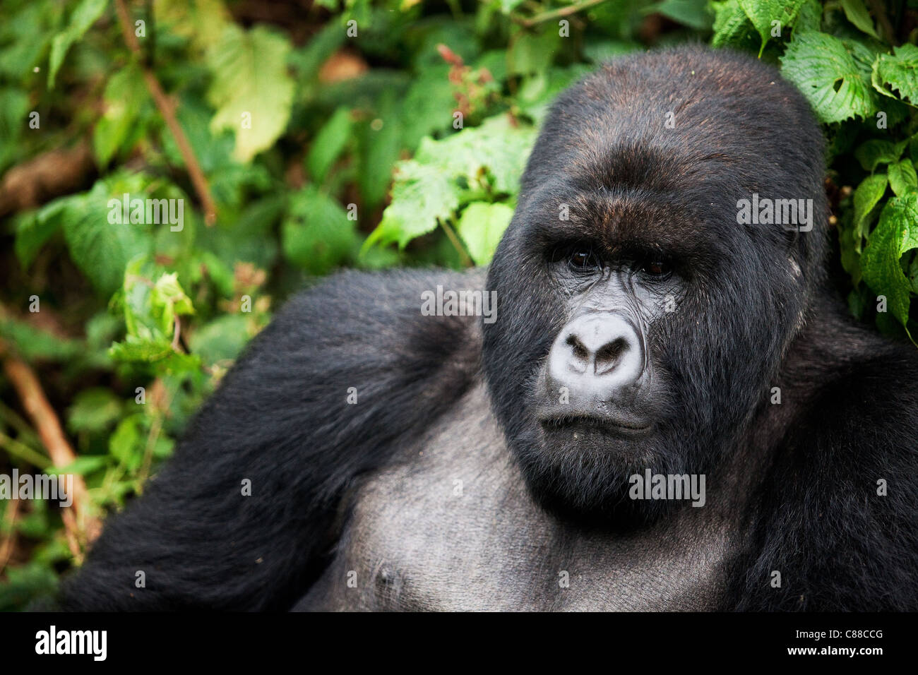 Rwanda Gorilla Silverback Stock Photo - Alamy