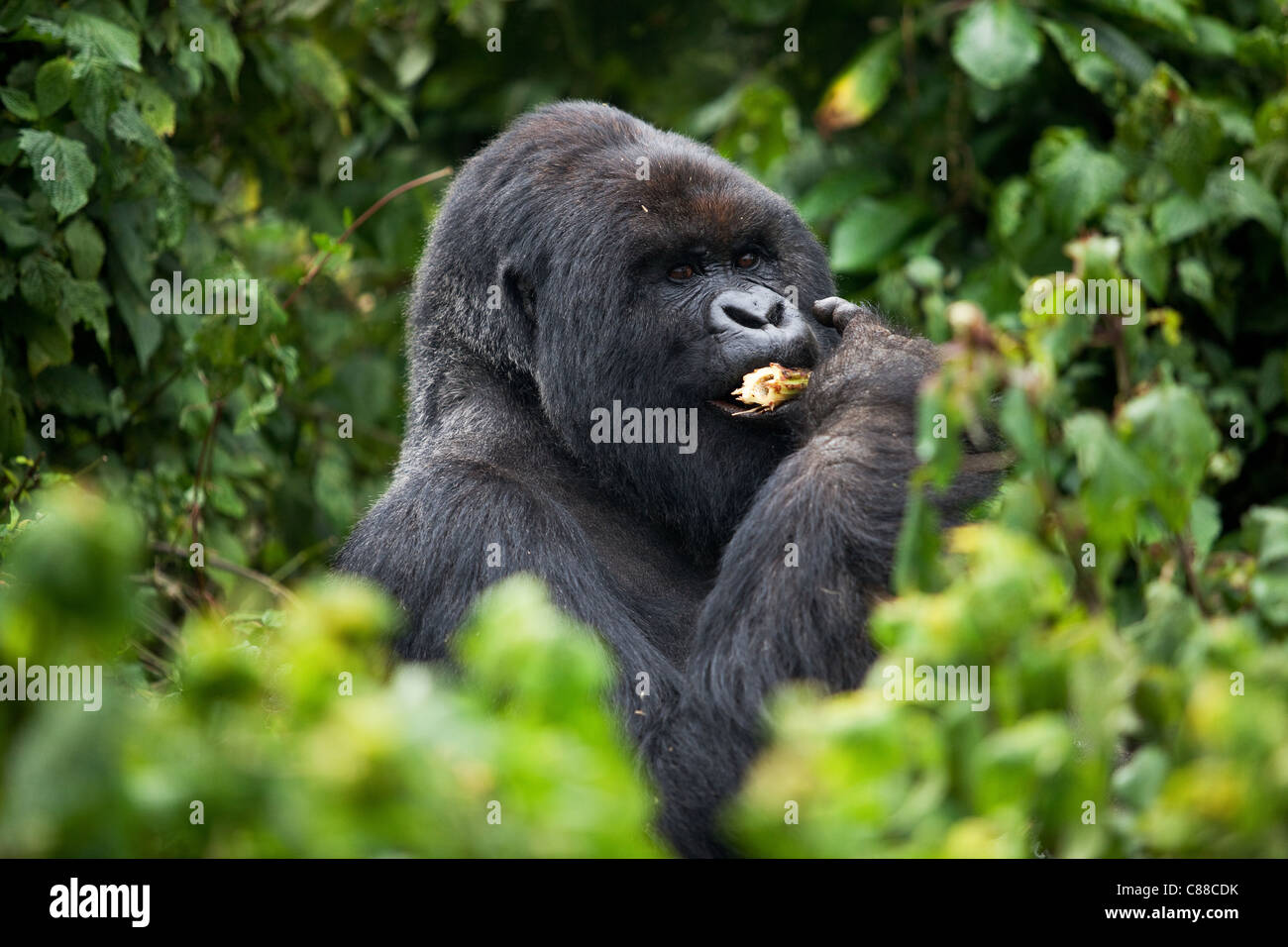 Rwanda Silverback eating Stock Photo - Alamy