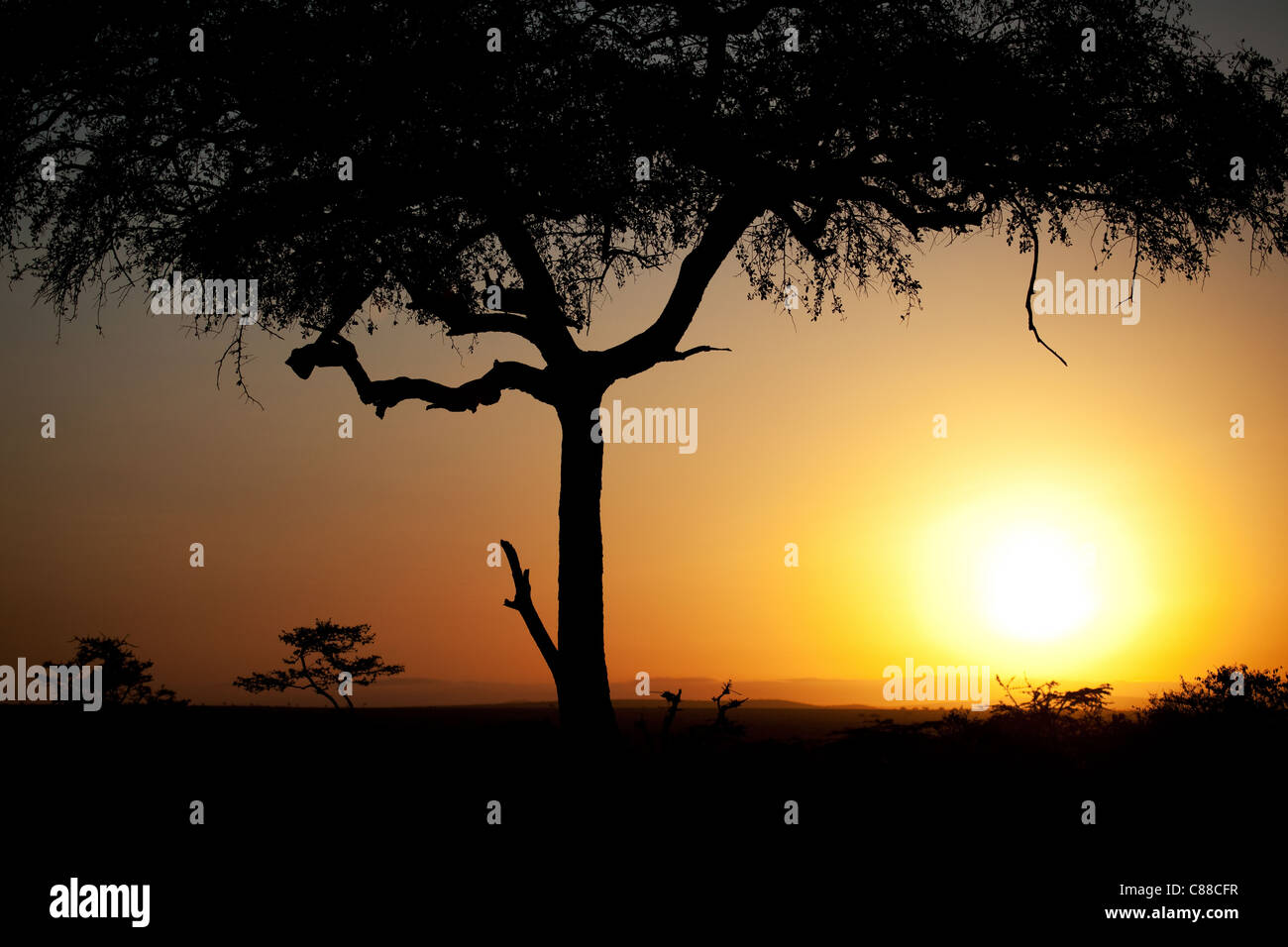 Sunset on acacia tree hi-res stock photography and images - Alamy