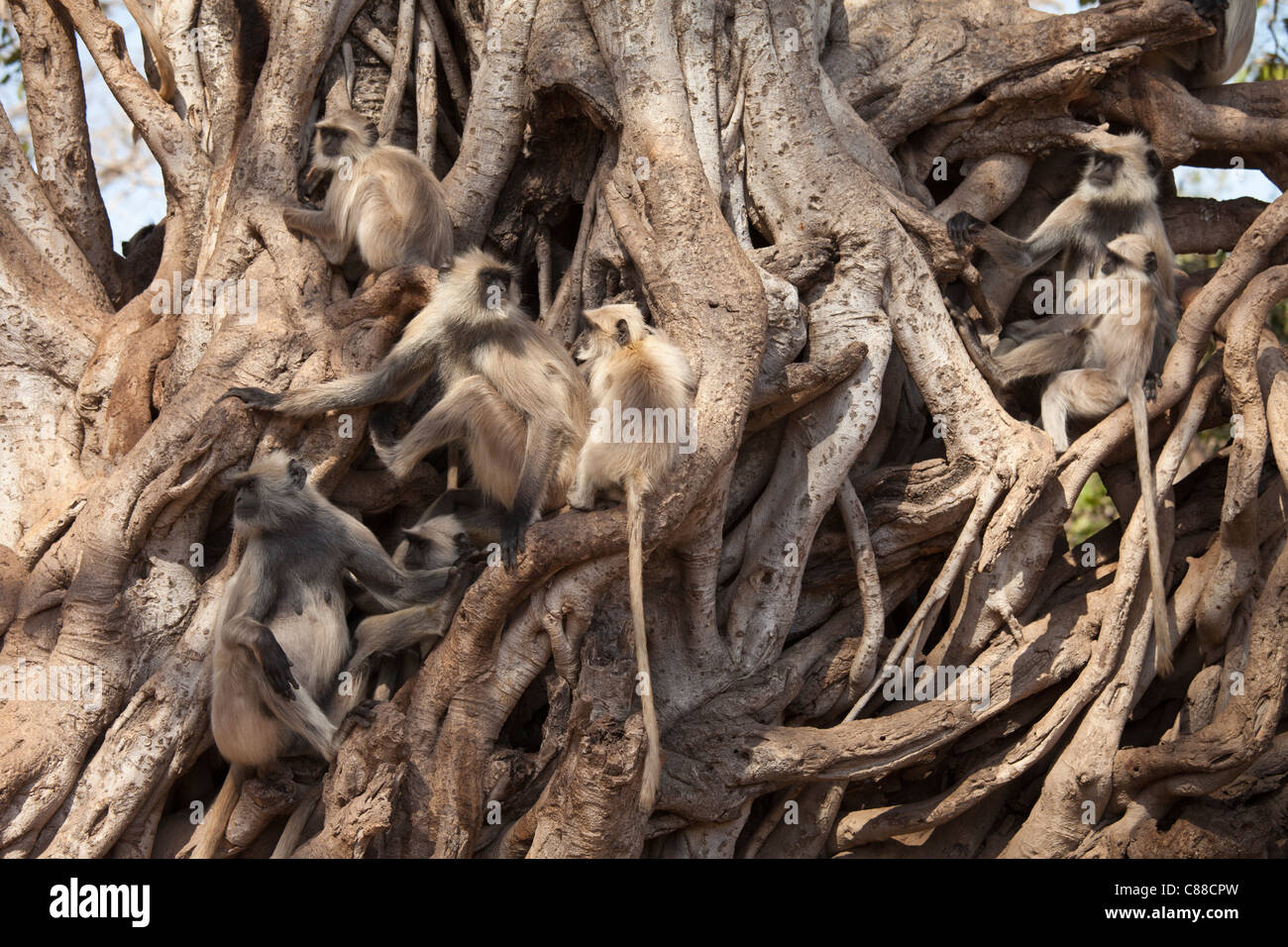 Camouflaged monkey hi-res stock photography and images - Alamy
