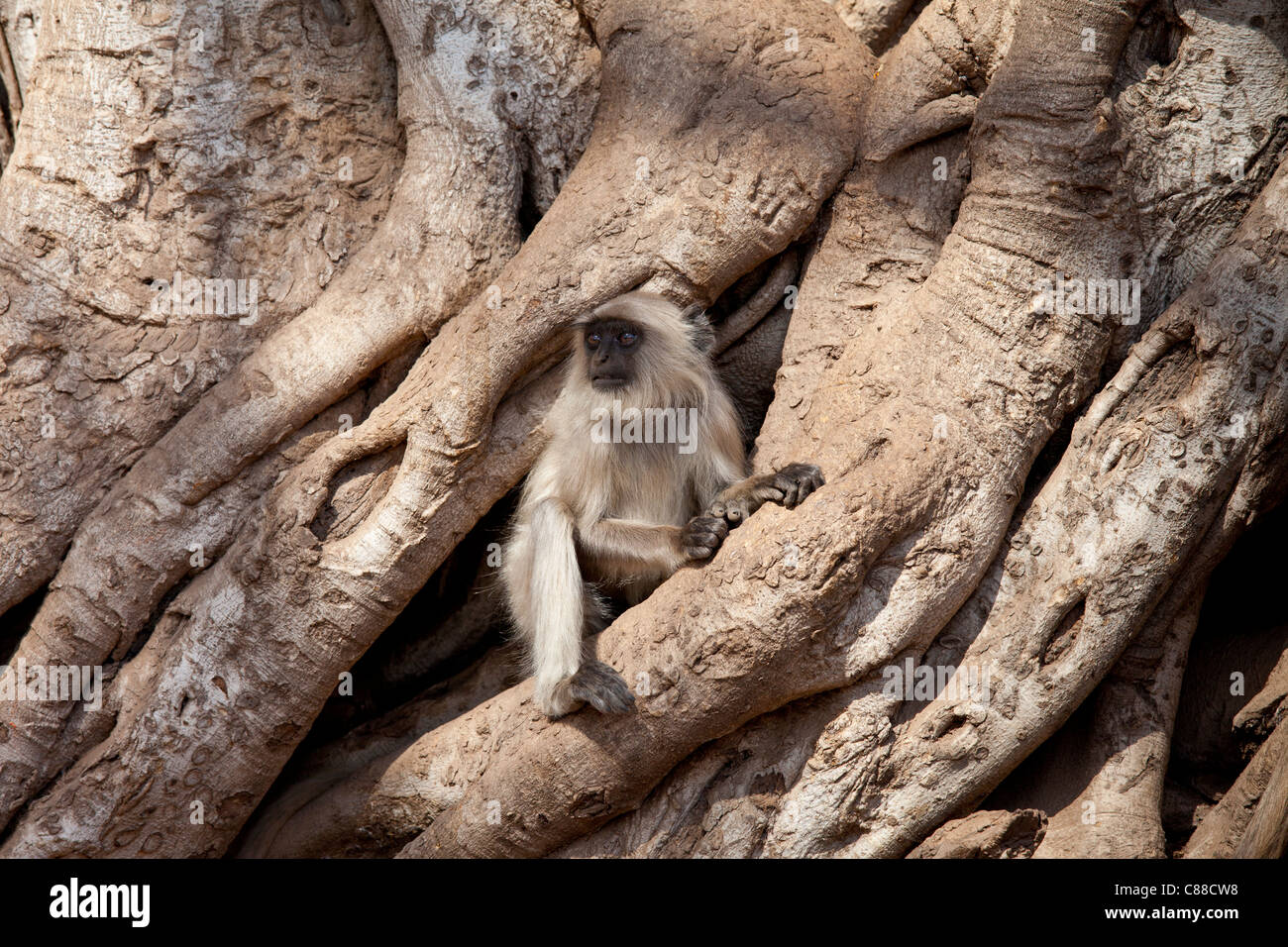 Indian Langur monkey, Presbytis entellus, in Banyan Tree in ...