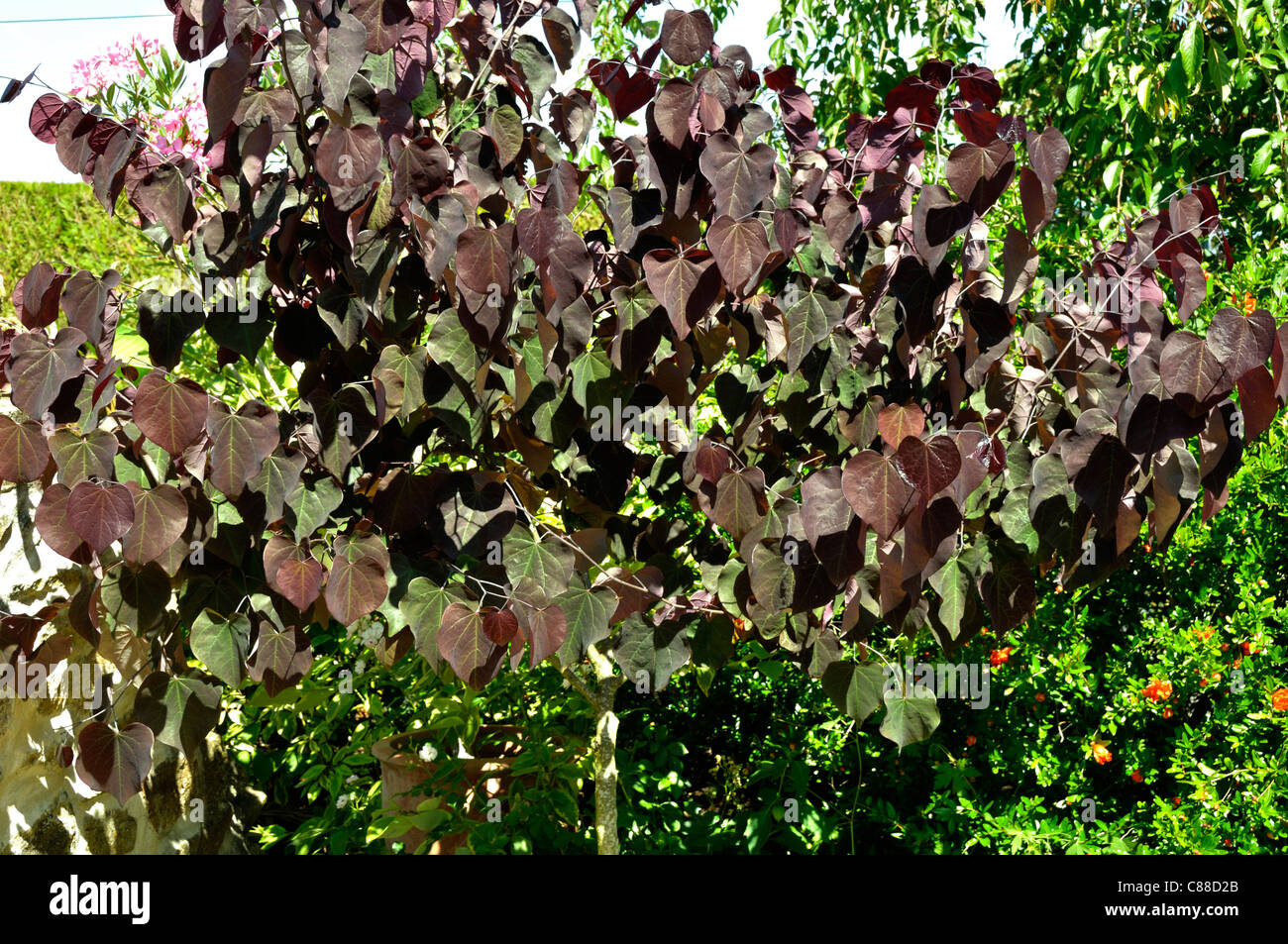 Leaves of a tree Stock Photo - Alamy