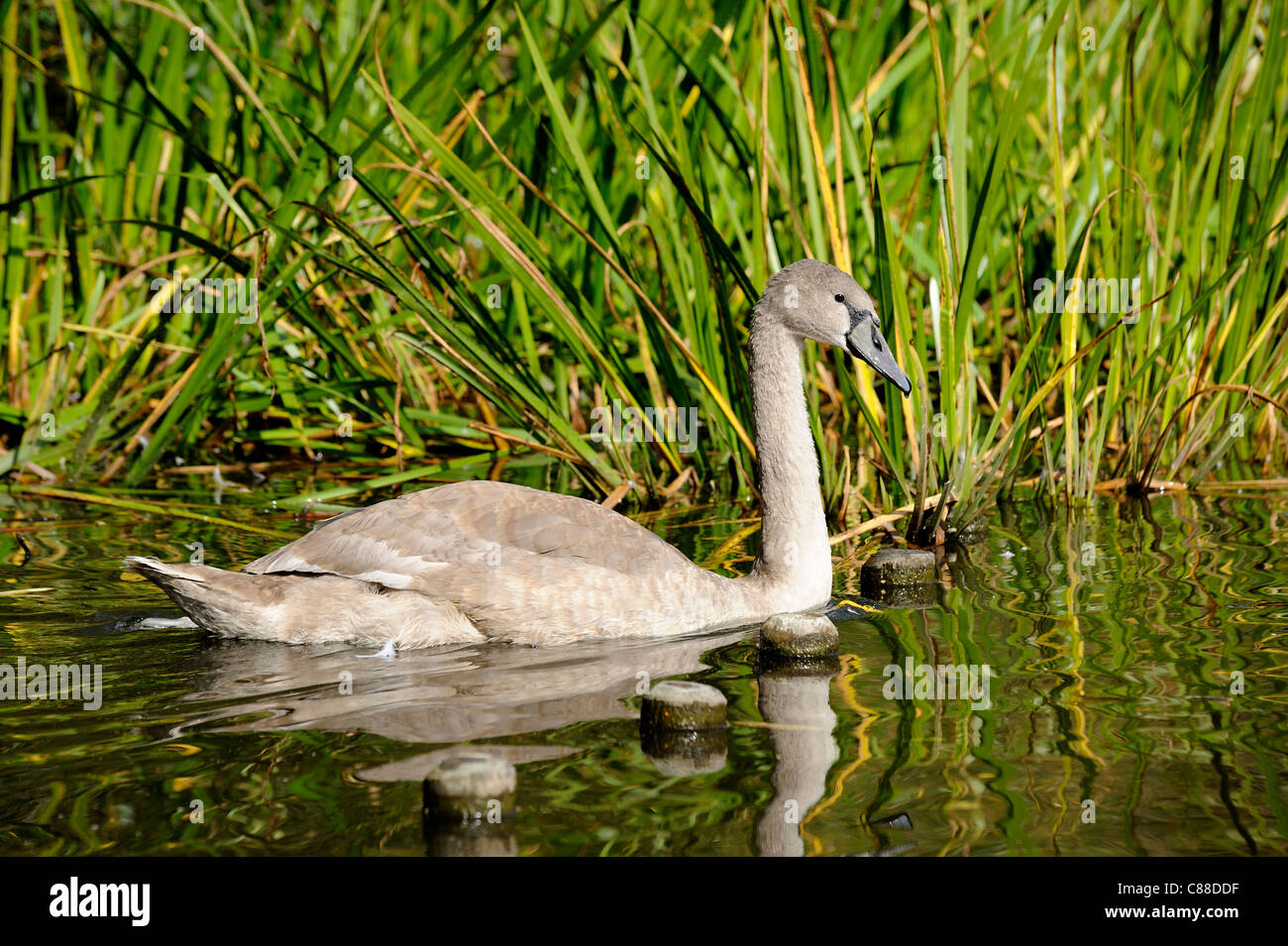 young swan moving across the lake shipley country park england uk Stock ...