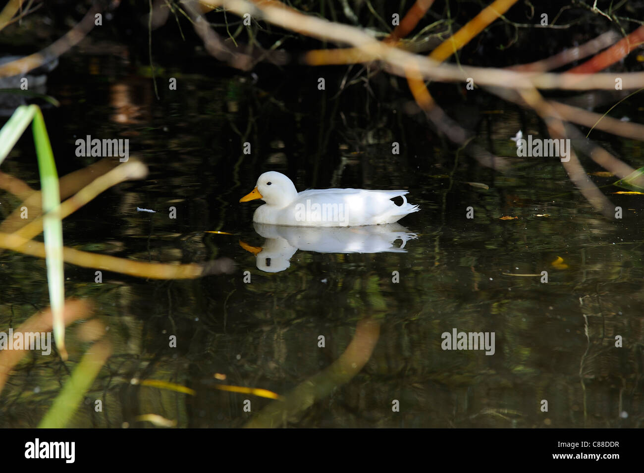 English white duck hi-res stock photography and images - Alamy