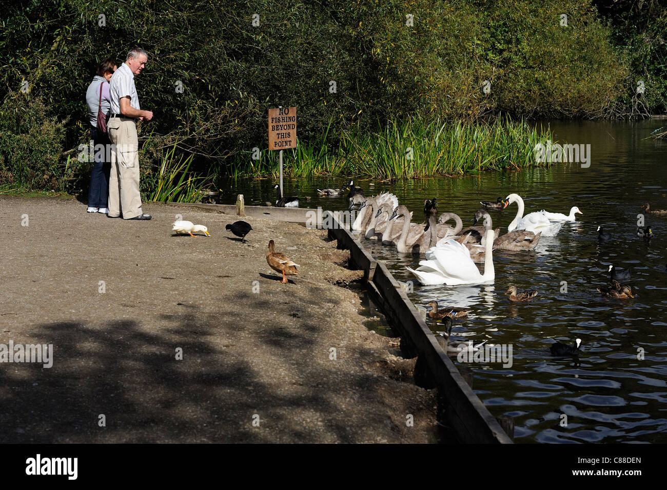 swans and ducks gathering in front of couple with the expectation of ...