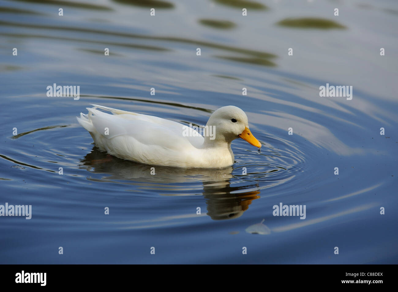 English white duck hi-res stock photography and images - Alamy
