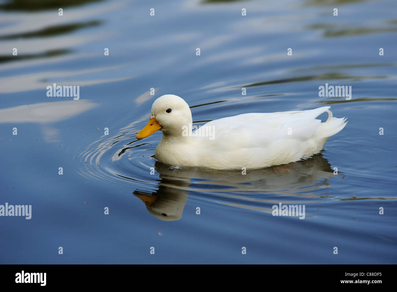 white duck swimming right to left england uk Stock Photo - Alamy