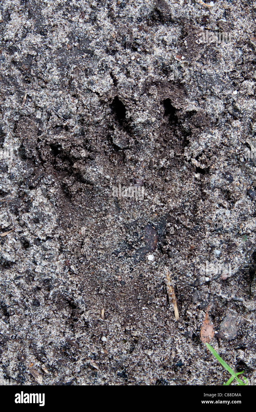 Badger track hi-res stock photography and images - Alamy