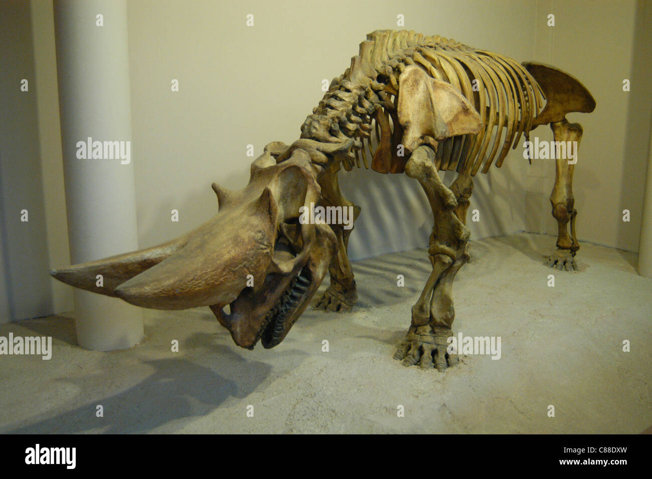 Arsinoitherium hi-res stock photography and images - Alamy