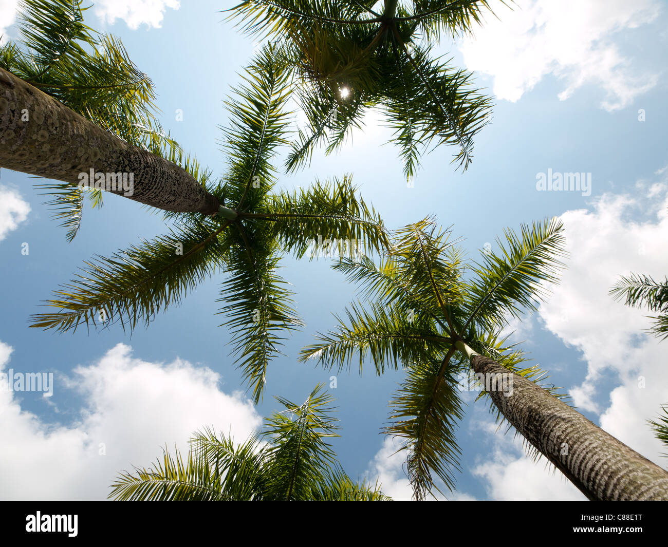 Coconut tree landscape hi-res stock photography and images - Alamy