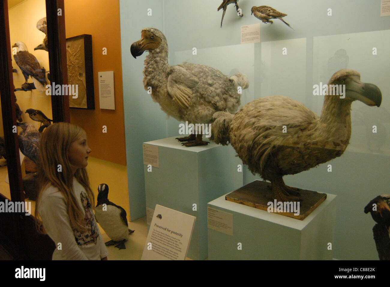 Dodo in natural history museum hi-res stock photography and images - Alamy