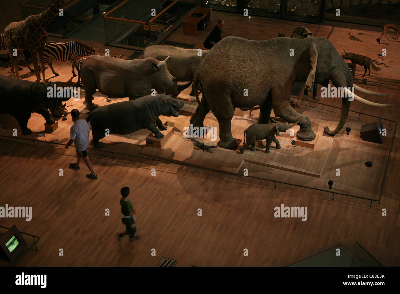 The Great Gallery of Evolution in Paris, France Stock Photo - Alamy