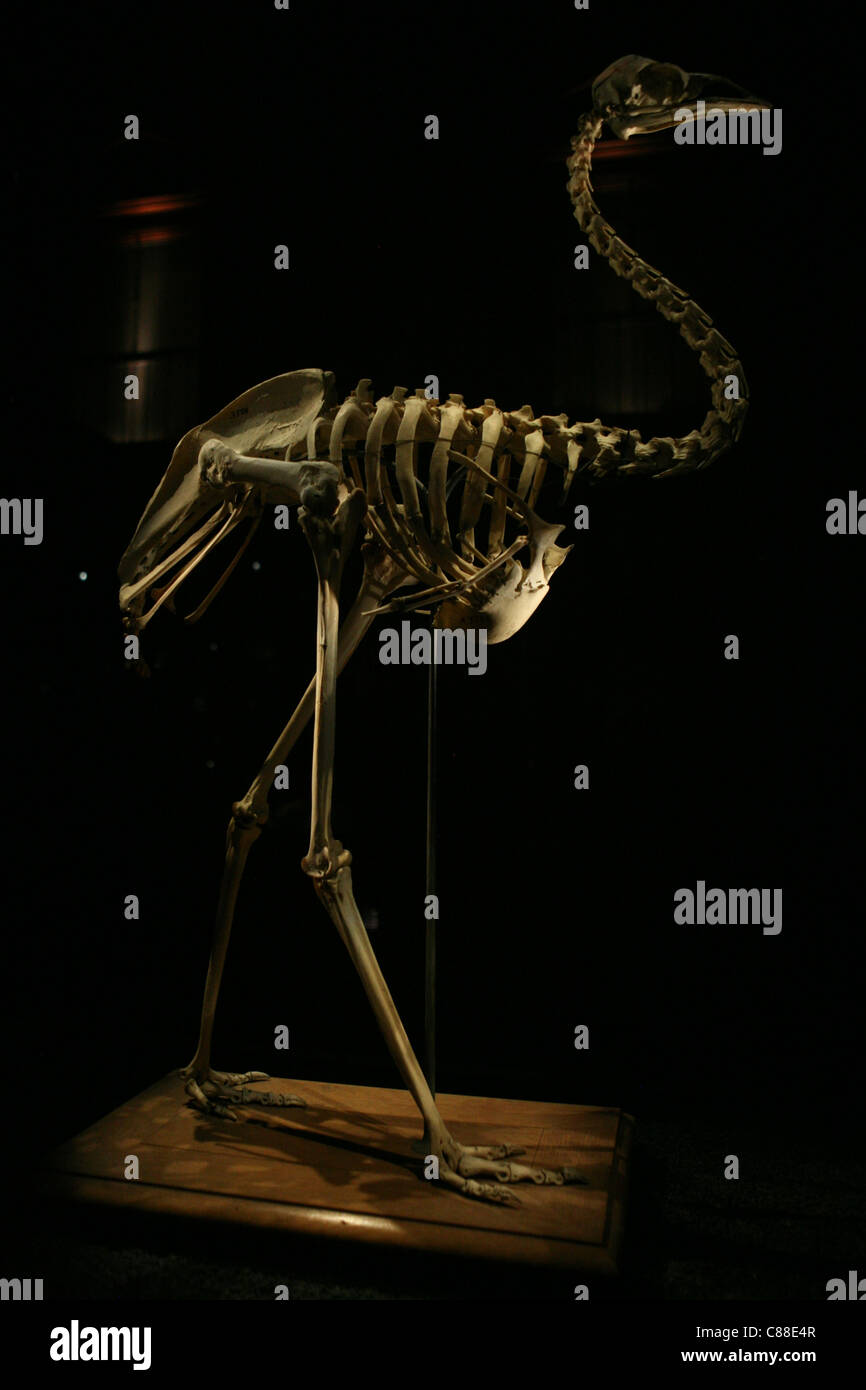 Skeleton of Kangaroo Island Emu (Dromaius baudinianus) or Dwarf Emu in ...