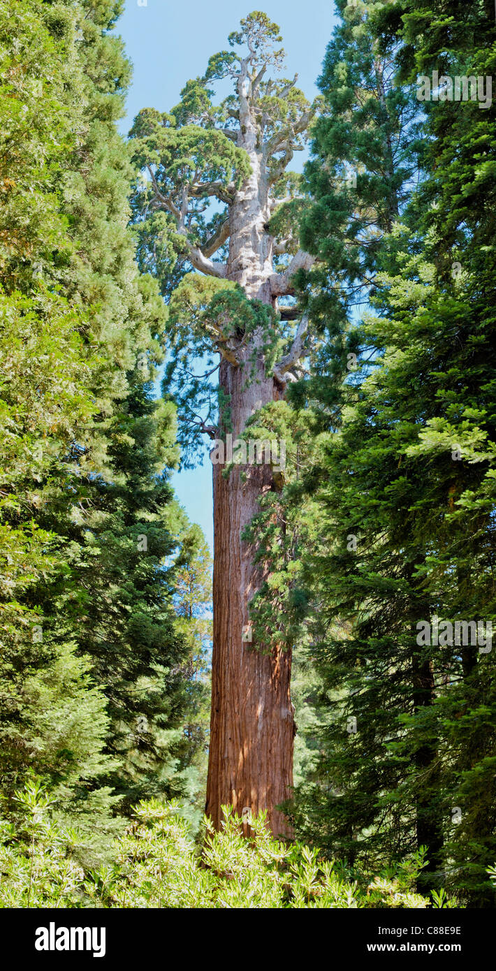 General Grant Tree High Resolution Stock Photography and Images - Alamy