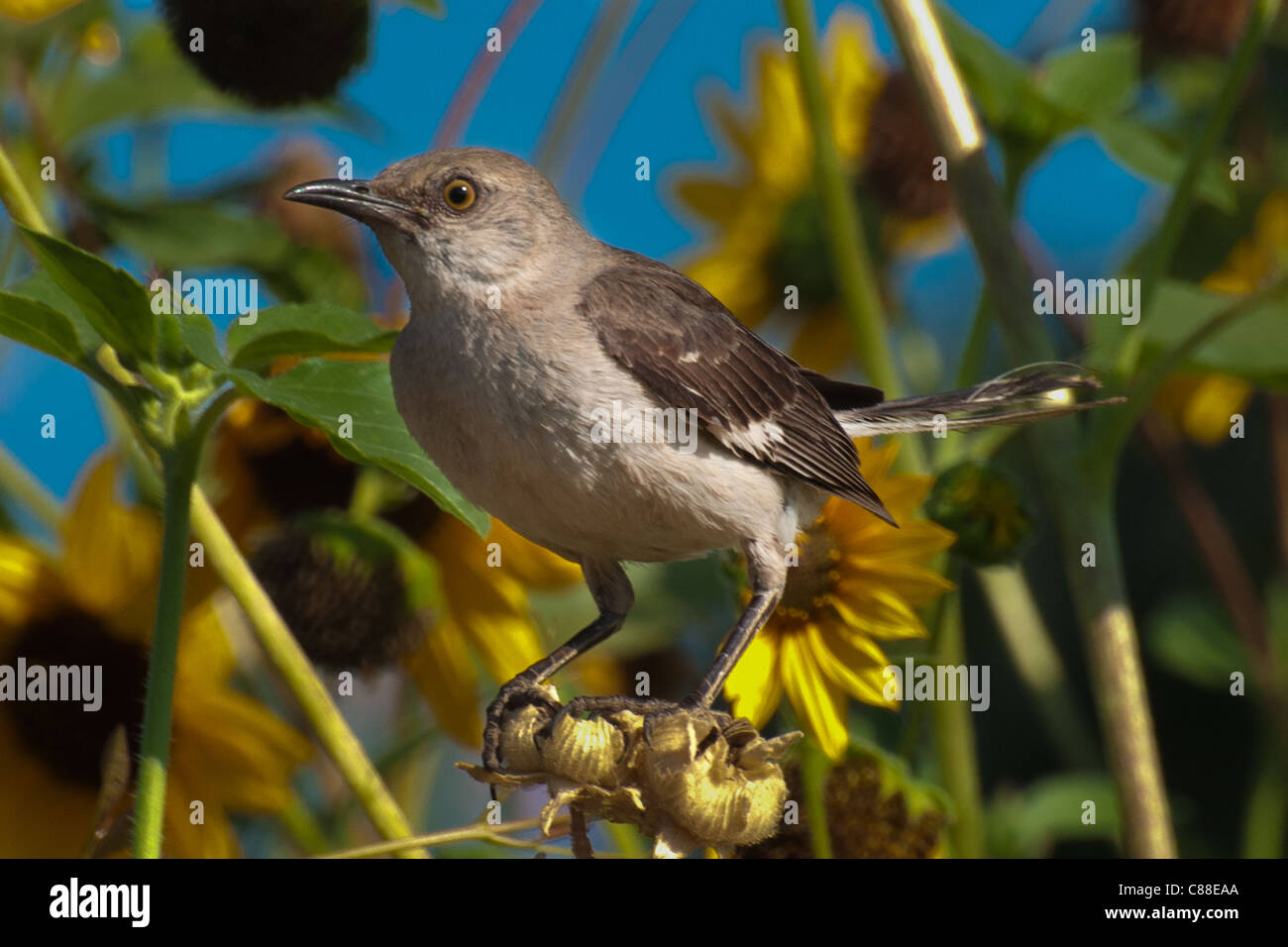Mimidae hi-res stock photography and images - Alamy