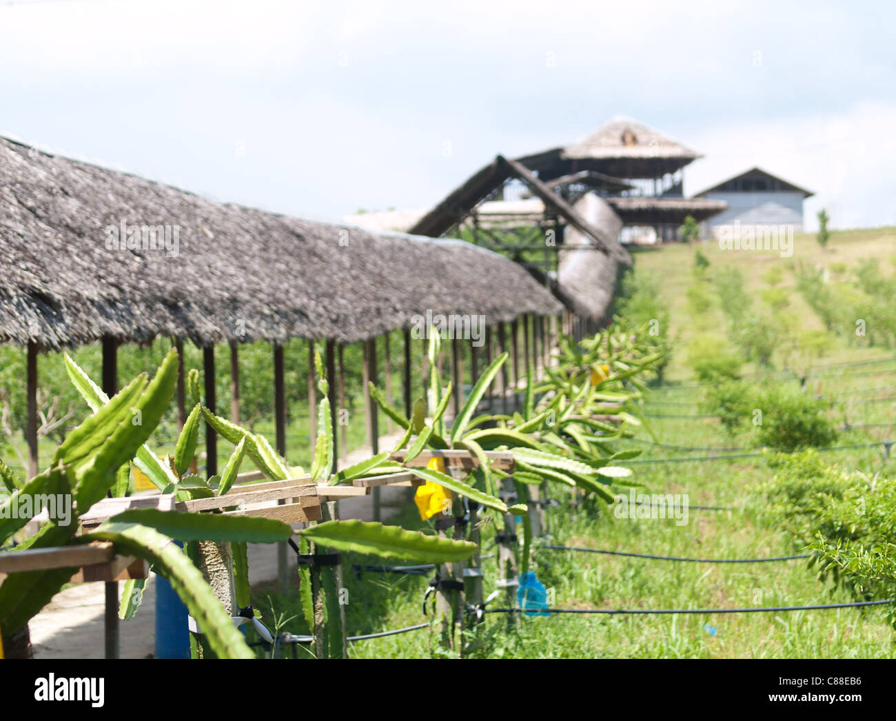 Dragon fruits farm Stock Photo - Alamy