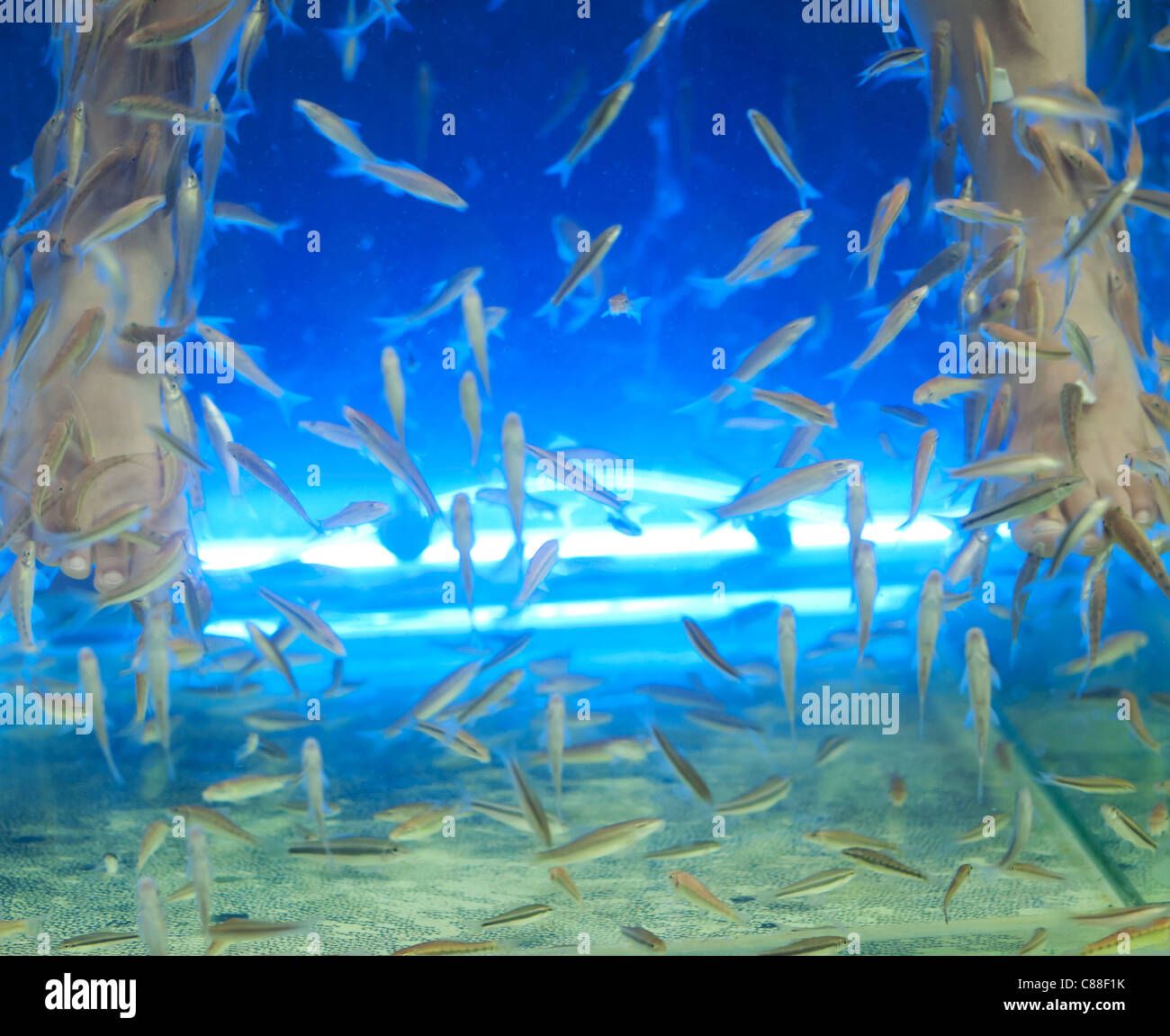 Fish spa treatment hi-res stock photography and images - Alamy