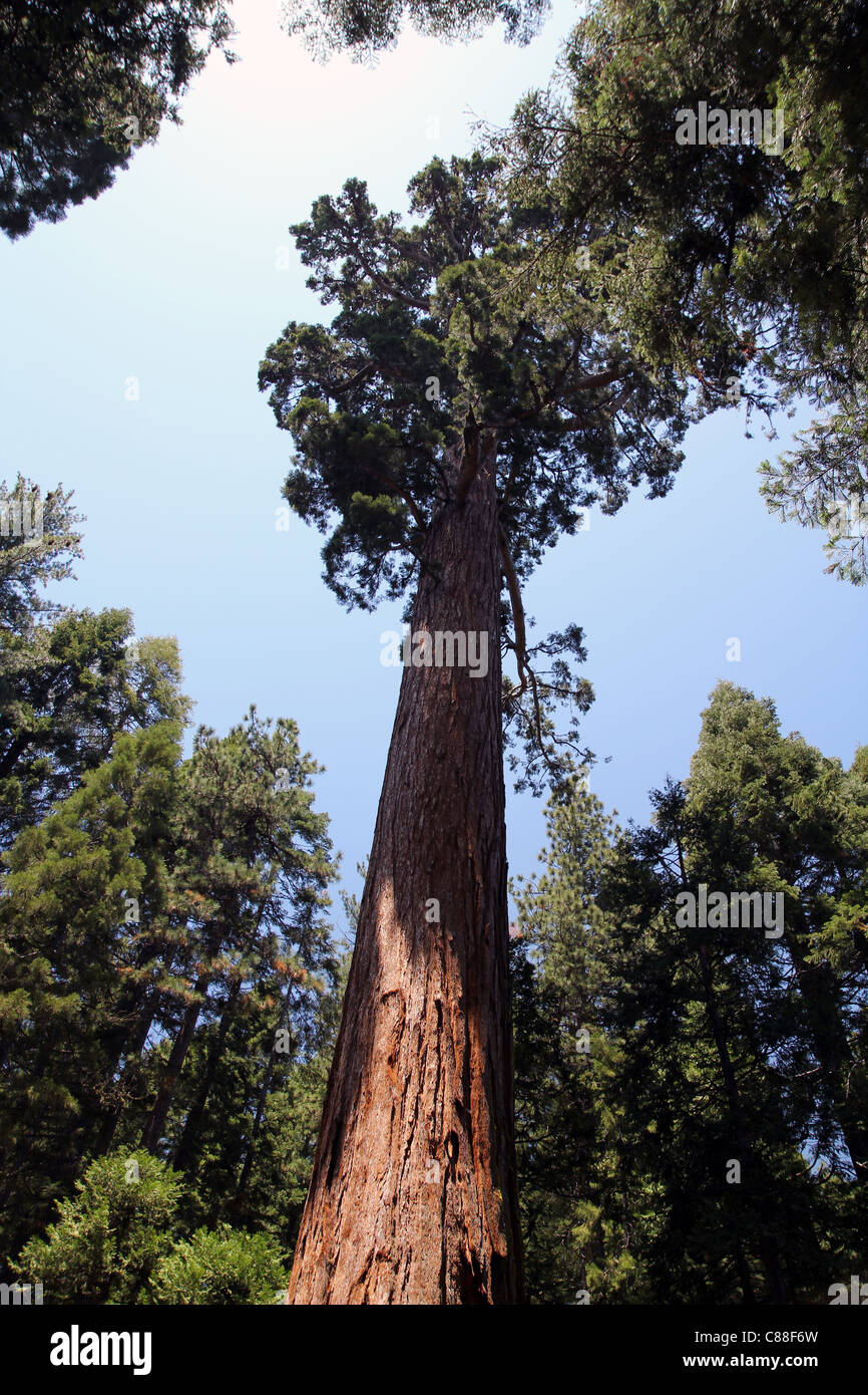 Sequoia canopy hi-res stock photography and images - Alamy