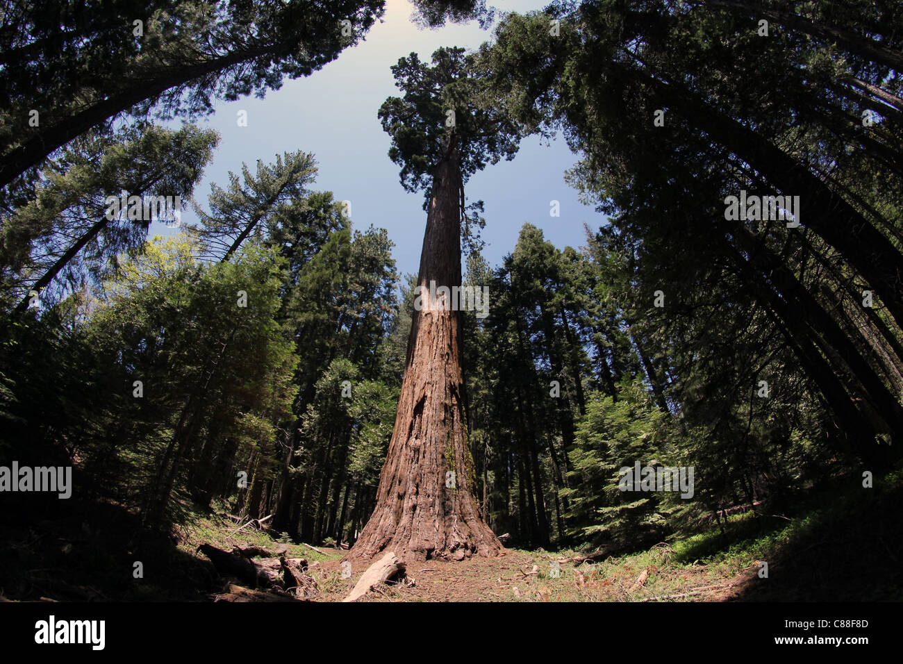 Big Ed Giant Sequoia fisheye at Nelder Grove in Sierra National Forrest ...