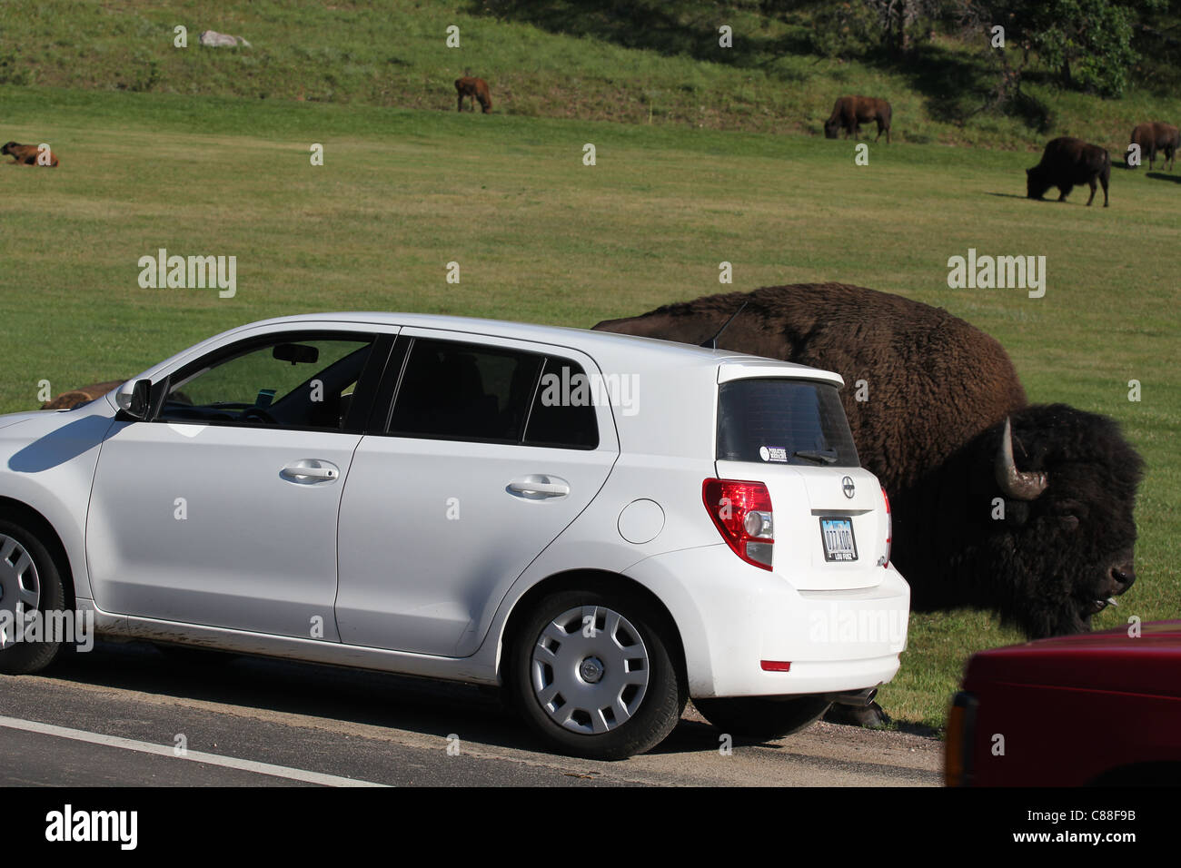 American bison bull and cow side by side hi-res stock photography and ...
