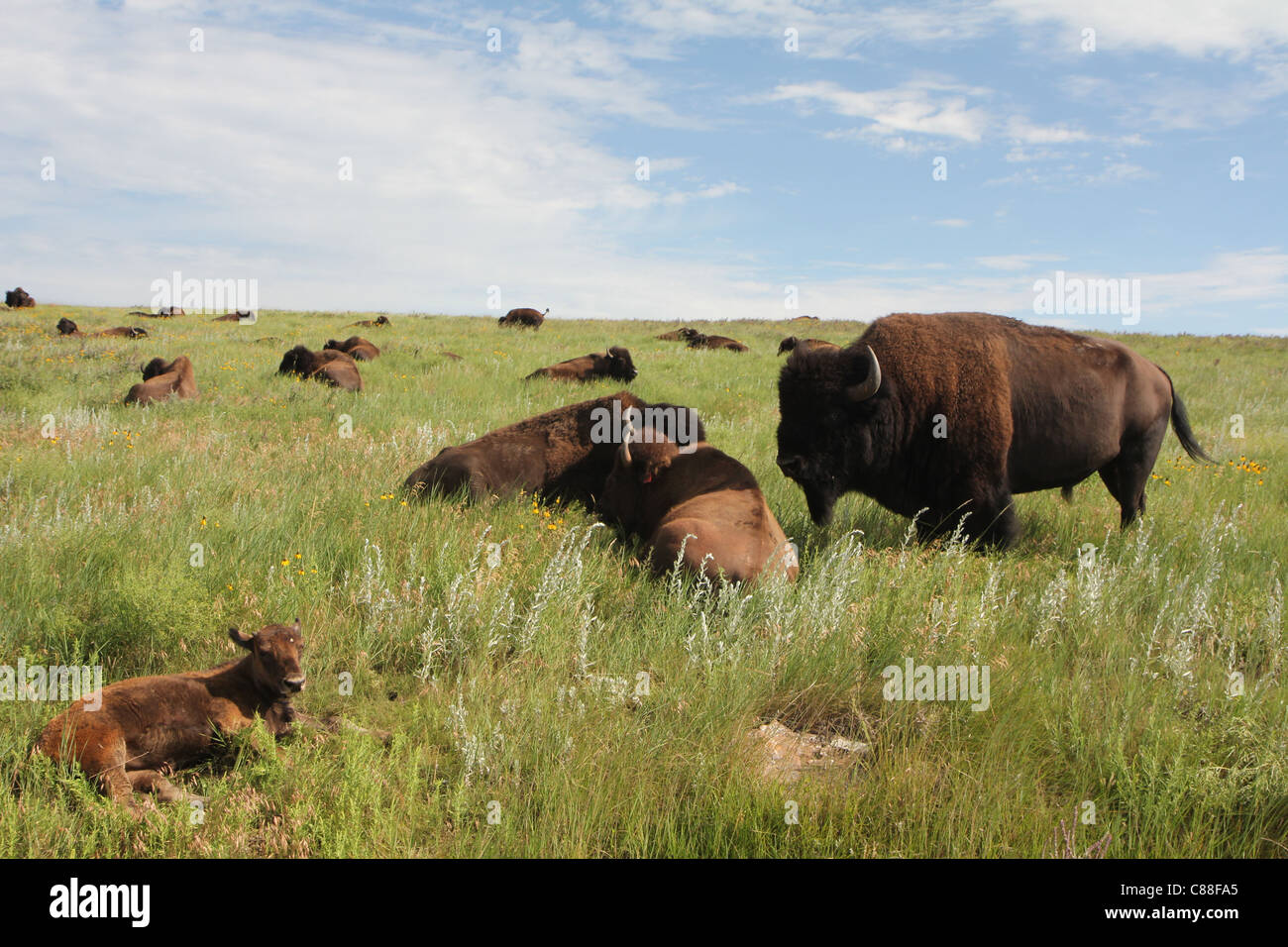 American bison bull and cow side by side hi-res stock photography and ...