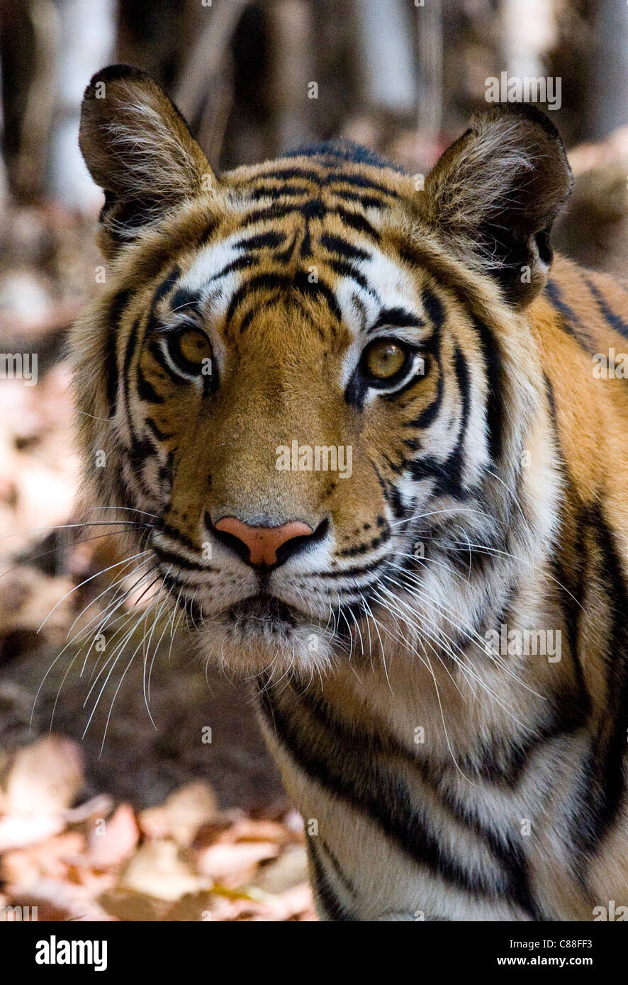 Bengal tiger listening hi-res stock photography and images - Alamy