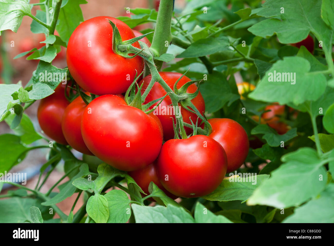 Ready to pick tomato hi-res stock photography and images - Alamy