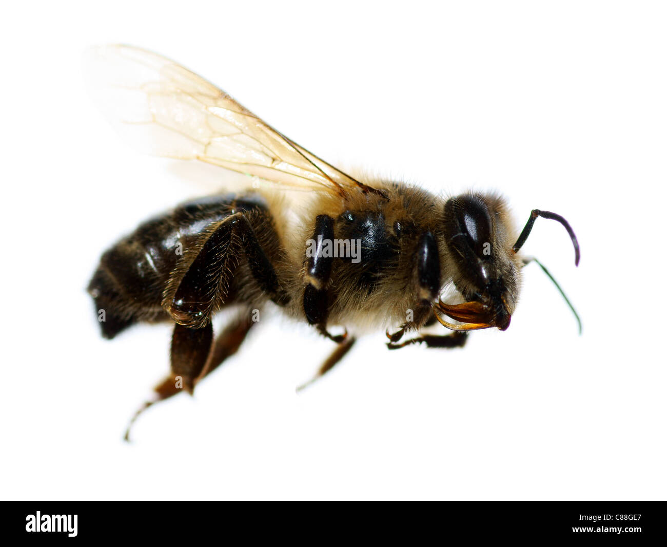 Bee on white background Stock Photo - Alamy