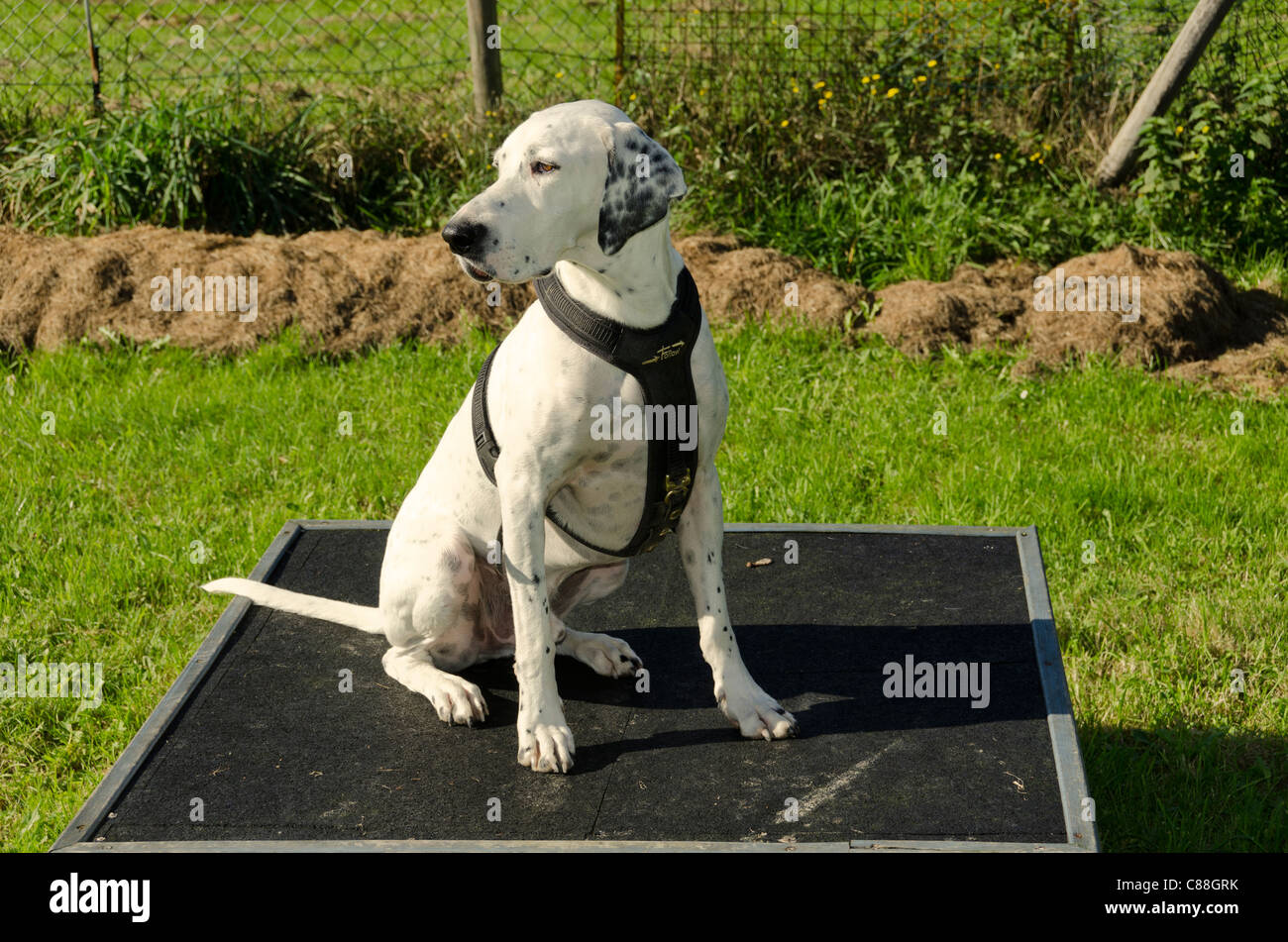 dog sitting on platform during training session Stock Photo - Alamy