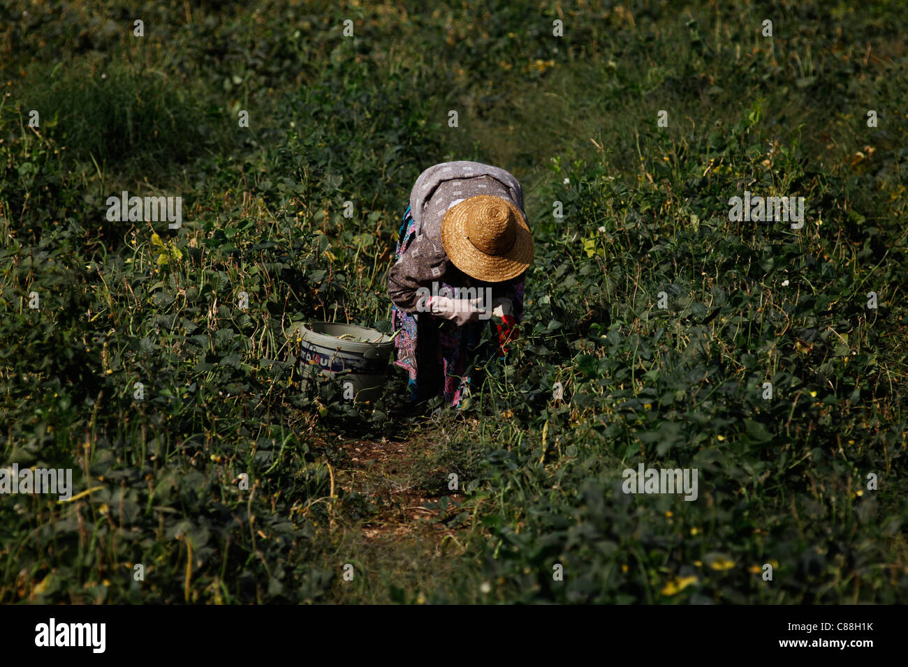 A Palestinian farm worker harvesting in the West Bank Israel Stock ...