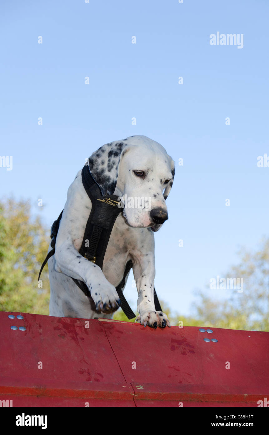 dog climbing over the top of an A-frame during training session Stock ...