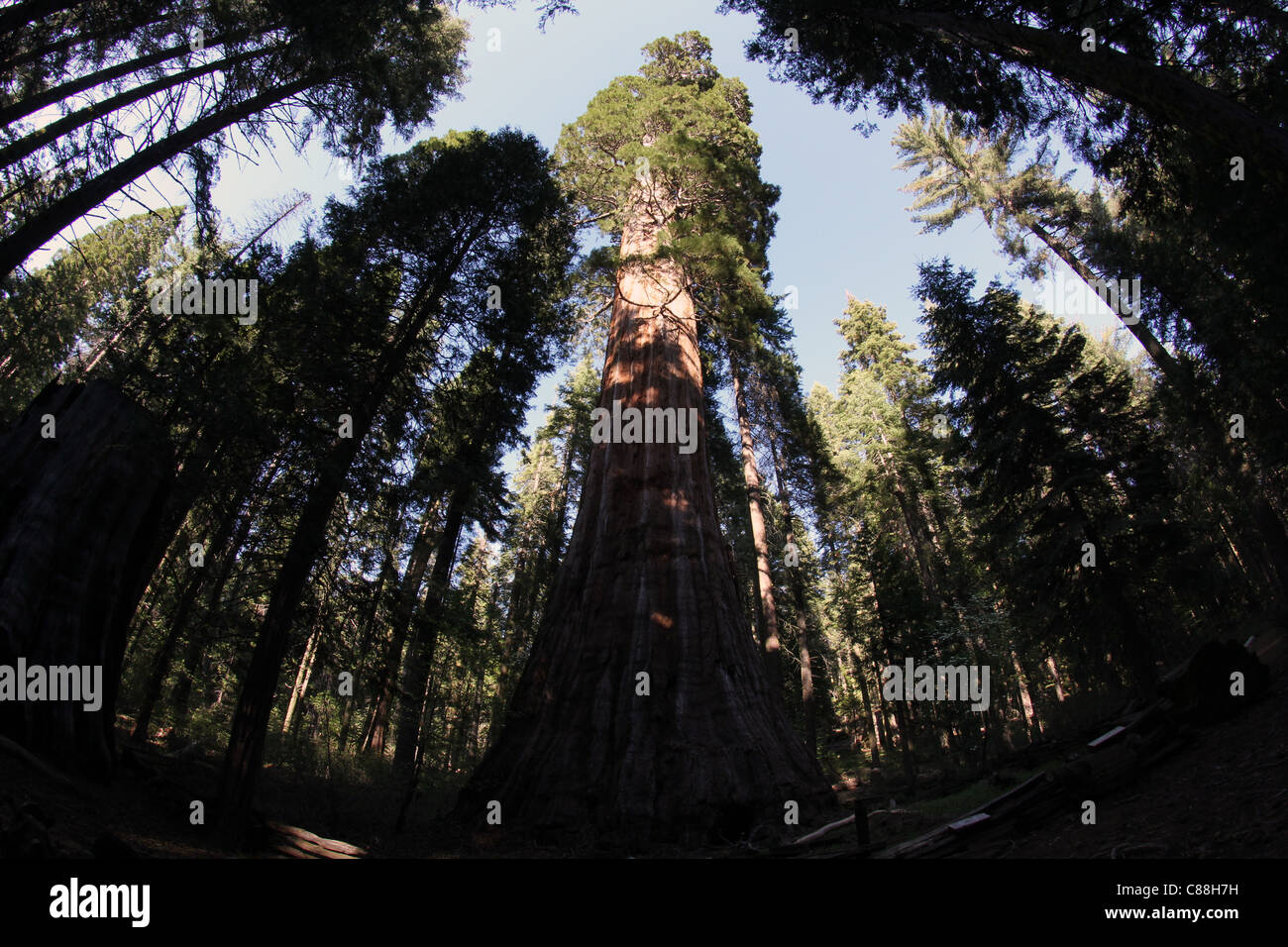Bull Buck Giant Sequoia fisheye at Nelder Grove in Sierra National ...