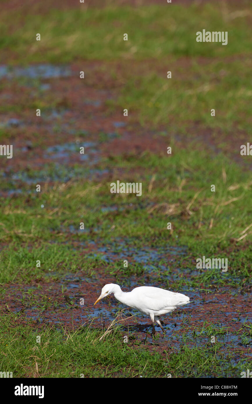Indian cattle egrets hi-res stock photography and images - Alamy