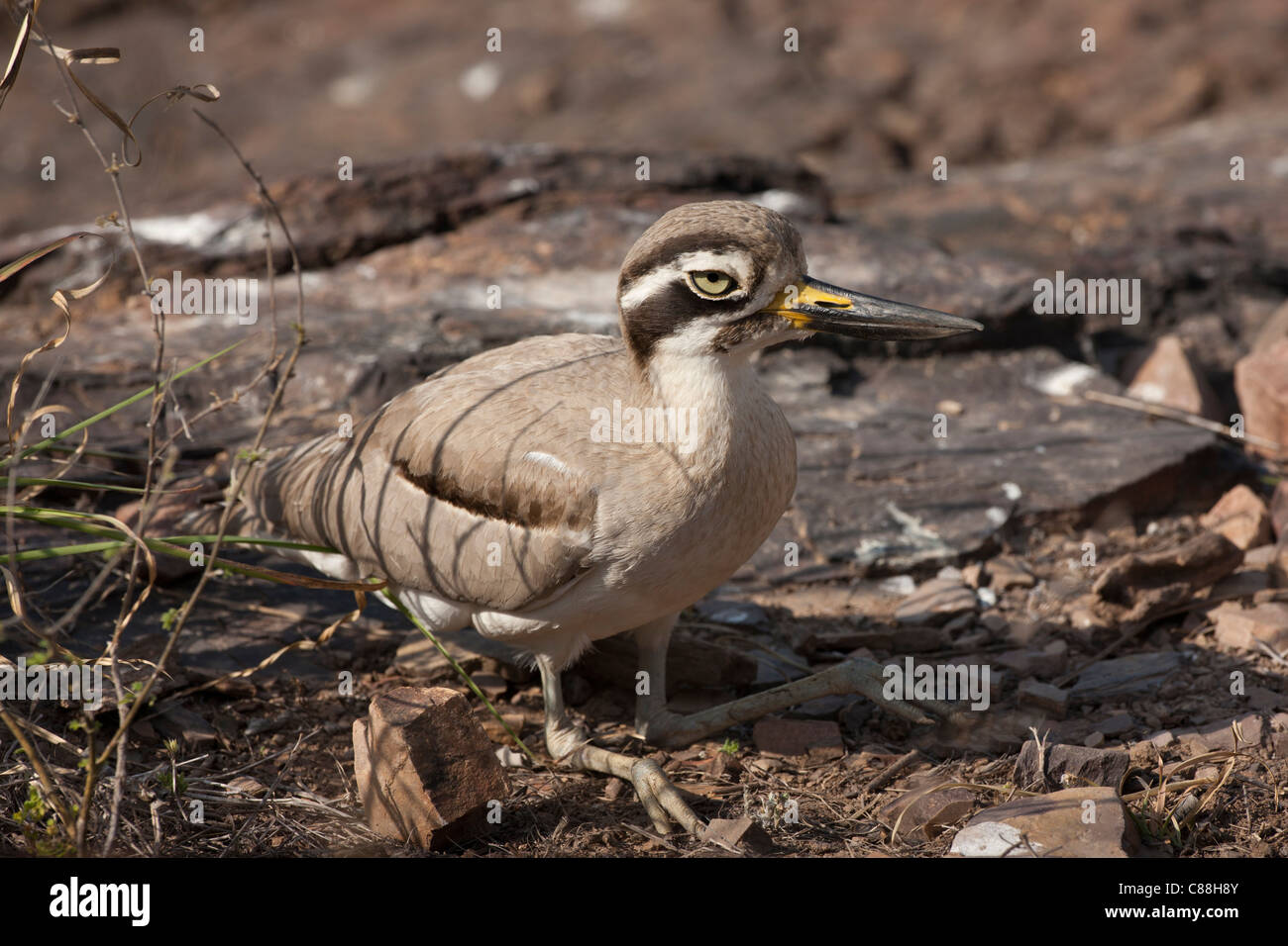 Indian Stone Plover bird, Burhinus oedicnemus indicus, in Ranthambhore ...