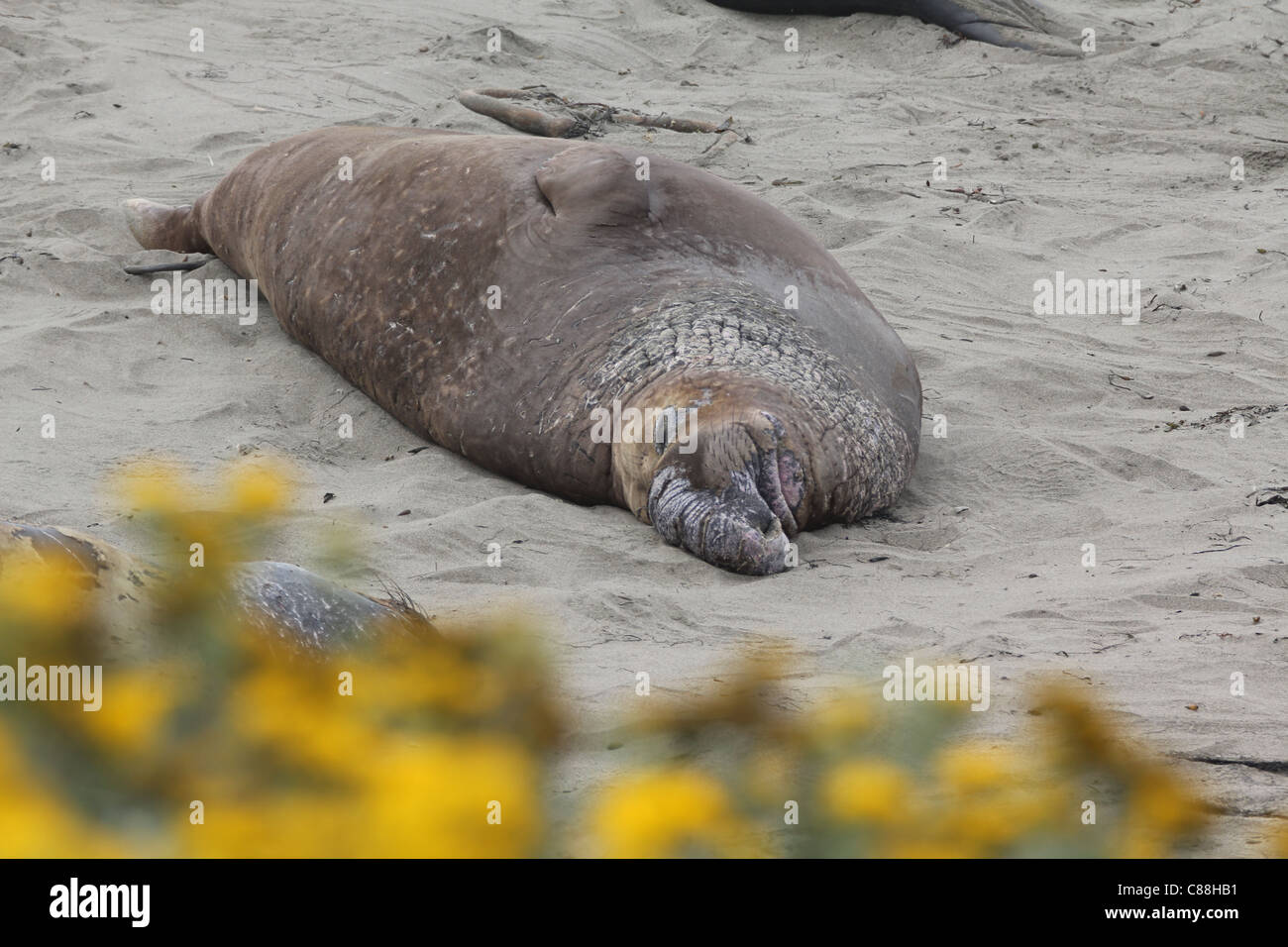 Bull elephant seal resting hi-res stock photography and images - Alamy
