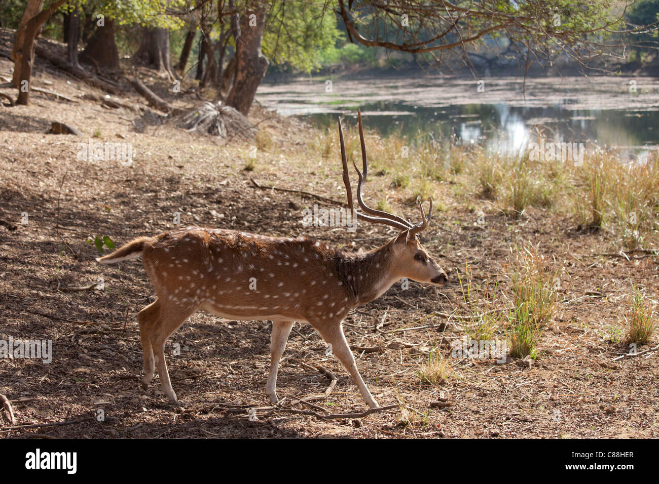 Spotted deer male stag, Axis axis, (Chital) with antlers by Rajbagh ...
