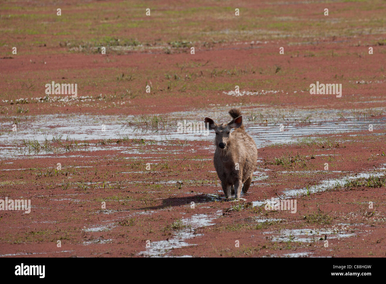 Indian Sambar, Rusa unicolor, female deer in Rajbagh Lake in ...