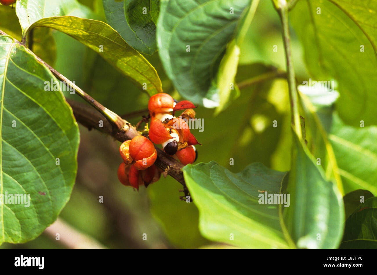 Amazon, Brazil. Guarana (Paullinia cupana) fruit with distinctive black ...