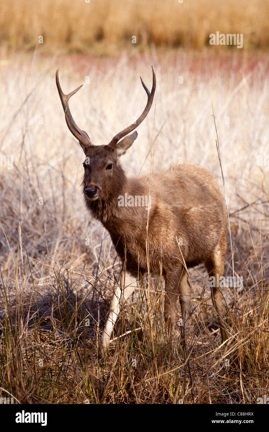 Indian deer images hi-res stock photography and images - Alamy