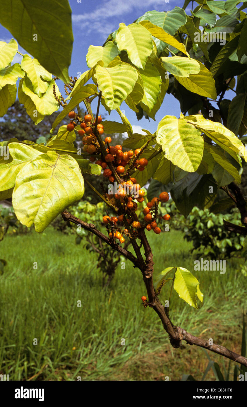 Amazon, Brazil. Guarana (Paullinia cupana) fruit with distinctive black ...