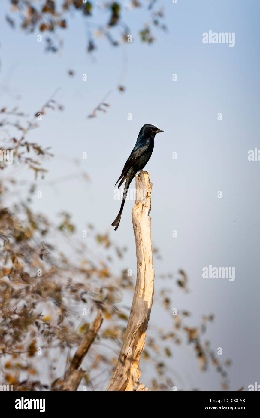 Drongo bird india hi-res stock photography and images - Alamy