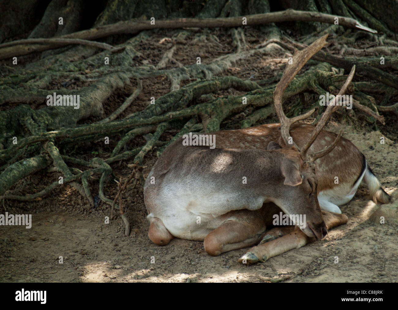 Sleep deer hi-res stock photography and images - Alamy