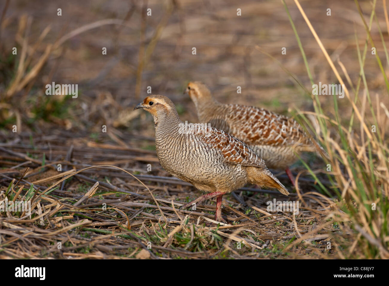 Francolin and partridge hi-res stock photography and images - Alamy